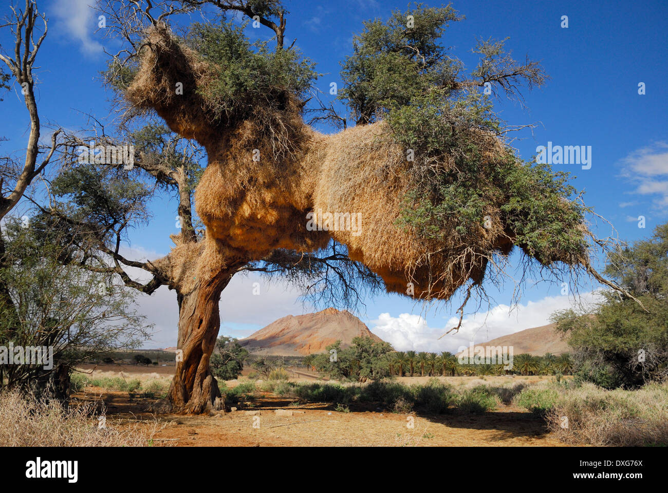 Camel thorn trees with social weaver nests, near Klein Pella ...