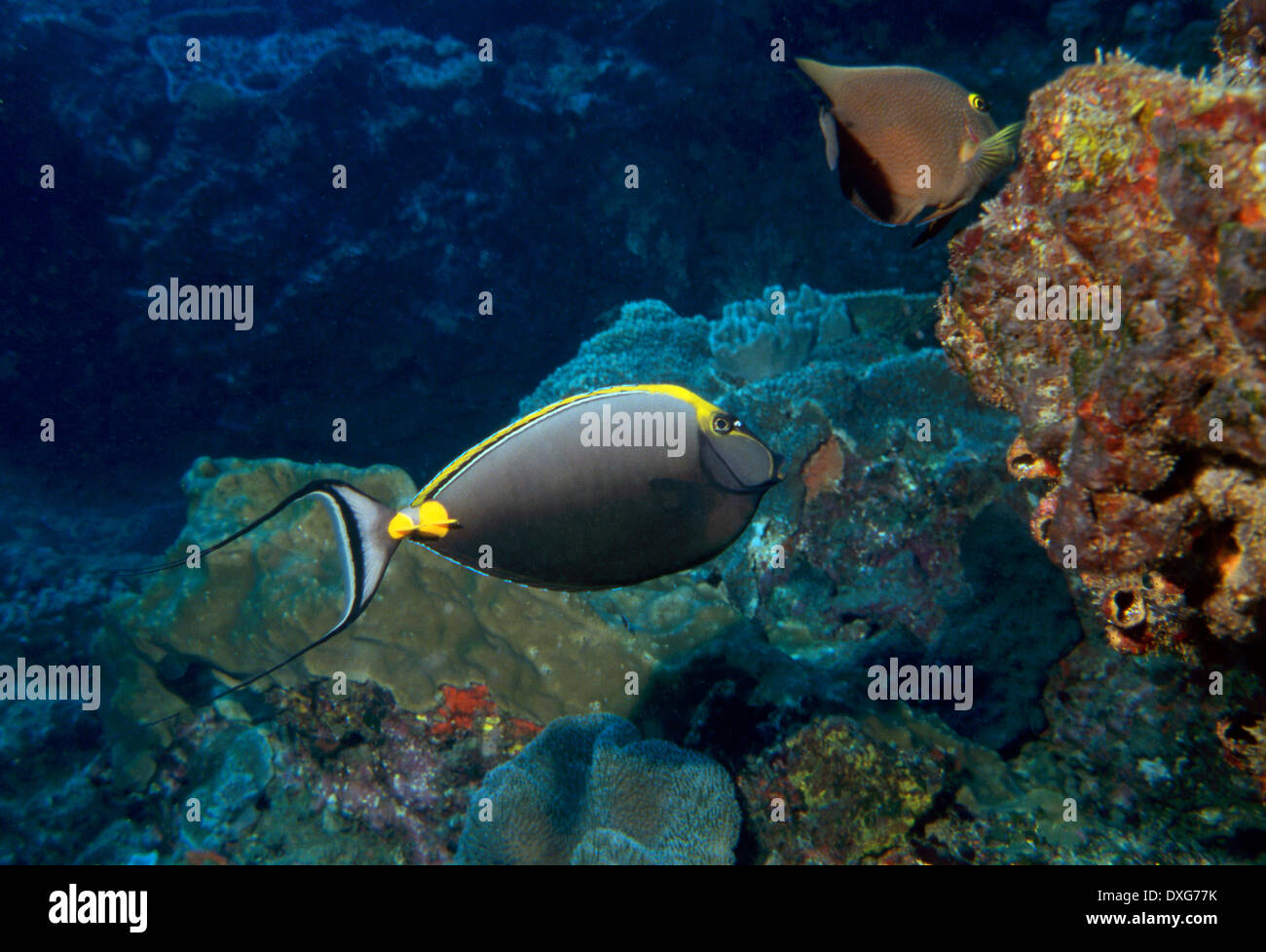 Orangespine Unicornfish, Sodwana Bay Stock Photo - Alamy