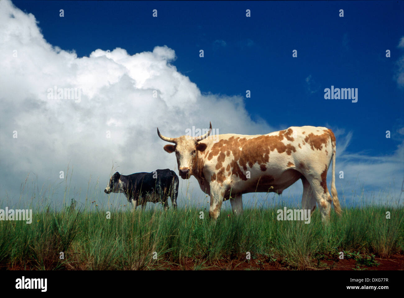 Nguni hi-res stock photography and images - Alamy