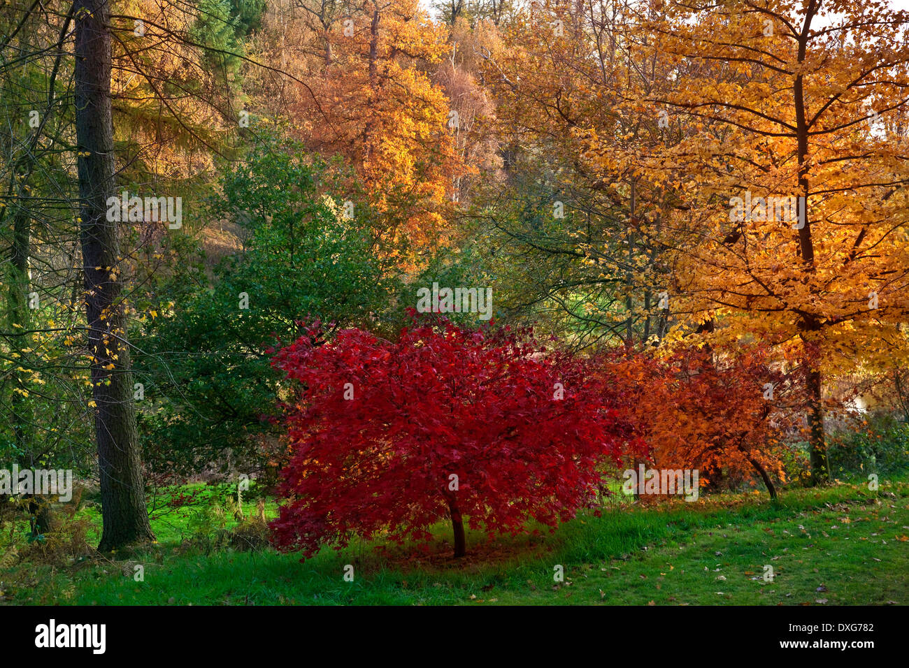 Woodland trees and Autumn colors in North Yorkshire in the United ...