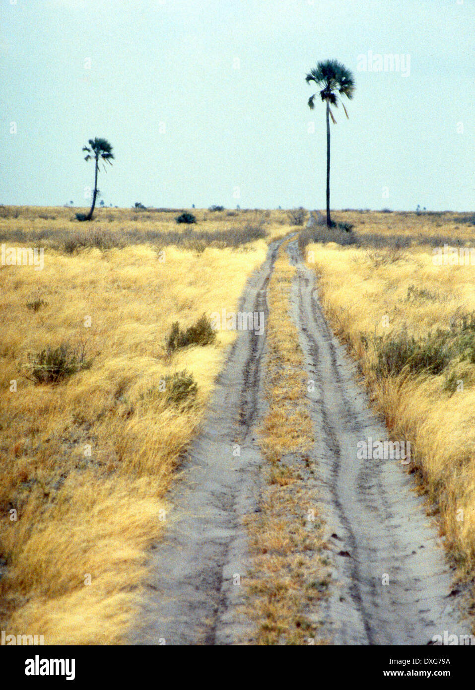 Makalani palm tree hi-res stock photography and images - Alamy