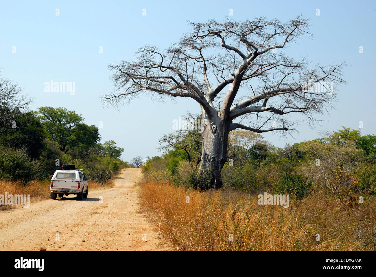Baobab trees on the road to Mana Pools National Park, Zimbabwe Stock ...