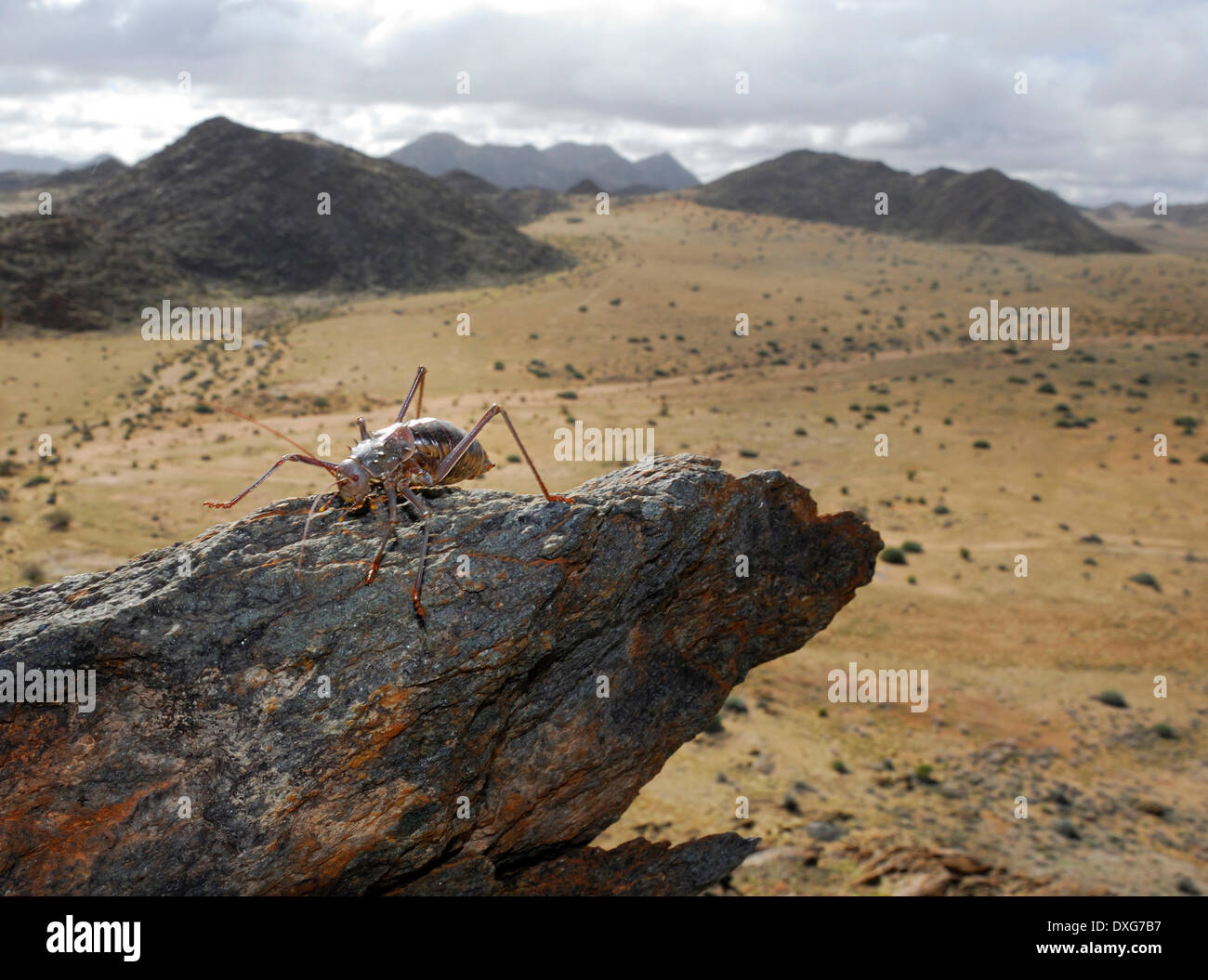 Corn cricket on hilltop hi-res stock photography and images - Alamy