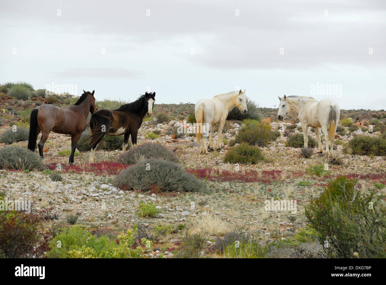 Hobbled horse hi-res stock photography and images - Alamy
