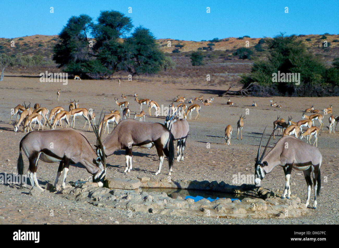Gemsbok and Springbok at water hole, Kalahari Stock Photo - Alamy