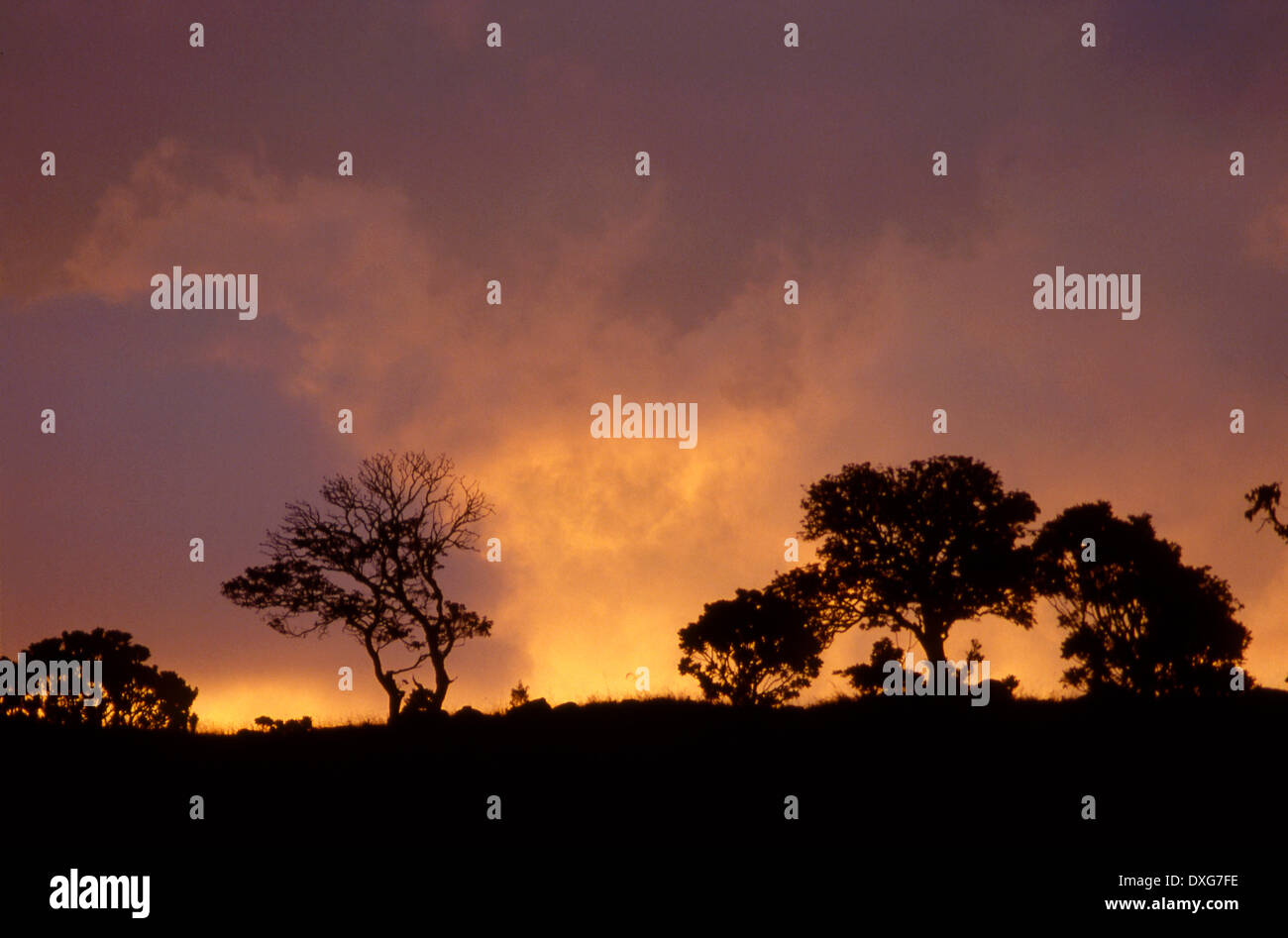 Trees on a ridge silhouetted against the sunset, near Sekororo ...