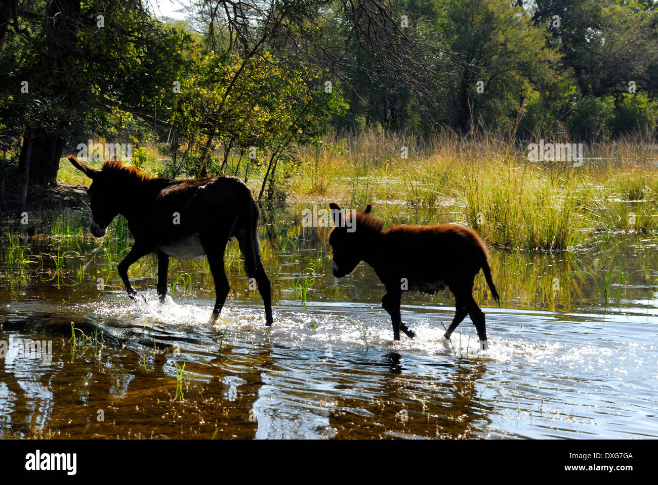 Donkeys wading across flooded land when the Okavango Swamps waters have ...