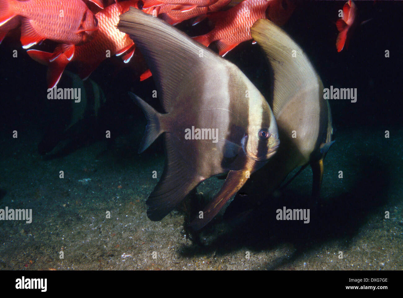 Spadefishes with Soldierfishes in background, at Ponta do Ouro ...