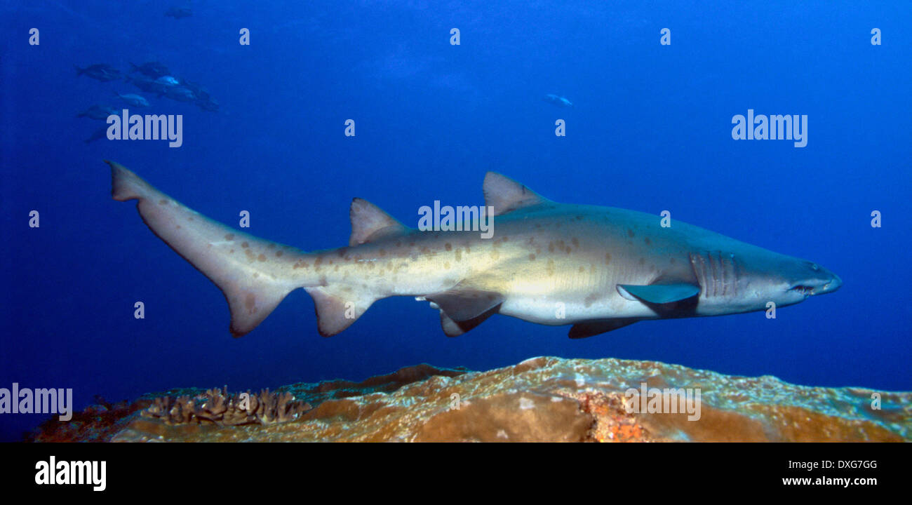 Grey nurse shark ragged tooth hi-res stock photography and images - Alamy