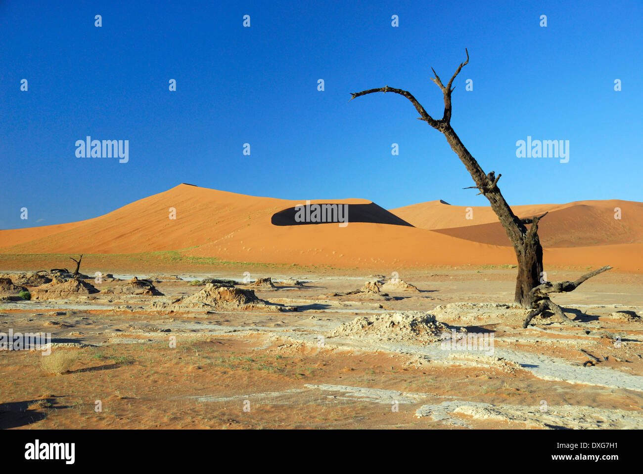 Ancient dead trees, cracked salt pan and red sand dunes at the Dead Pan ...