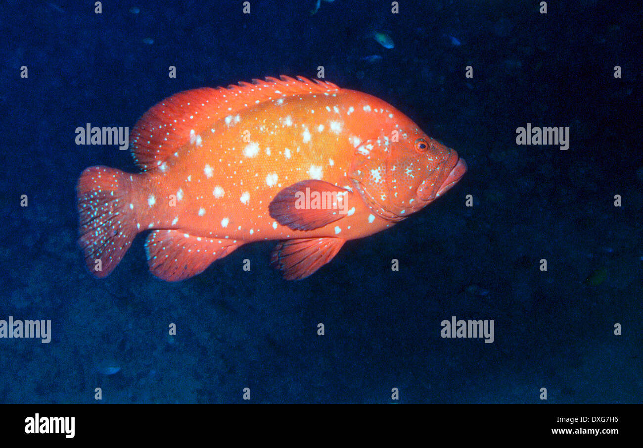 Tomato Grouper at Ponta do Ouro, Mozambique Stock Photo - Alamy