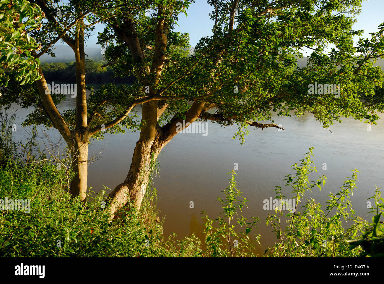 Wild Fig tree on the Tugela River, KwaZulu Natal, South Africa Stock ...