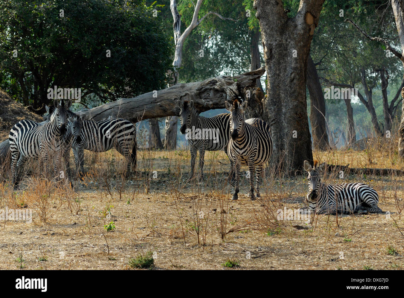 Zebras in Faidherbia albida woodlands, Mana Pools, Zimbabwe Stock Photo ...