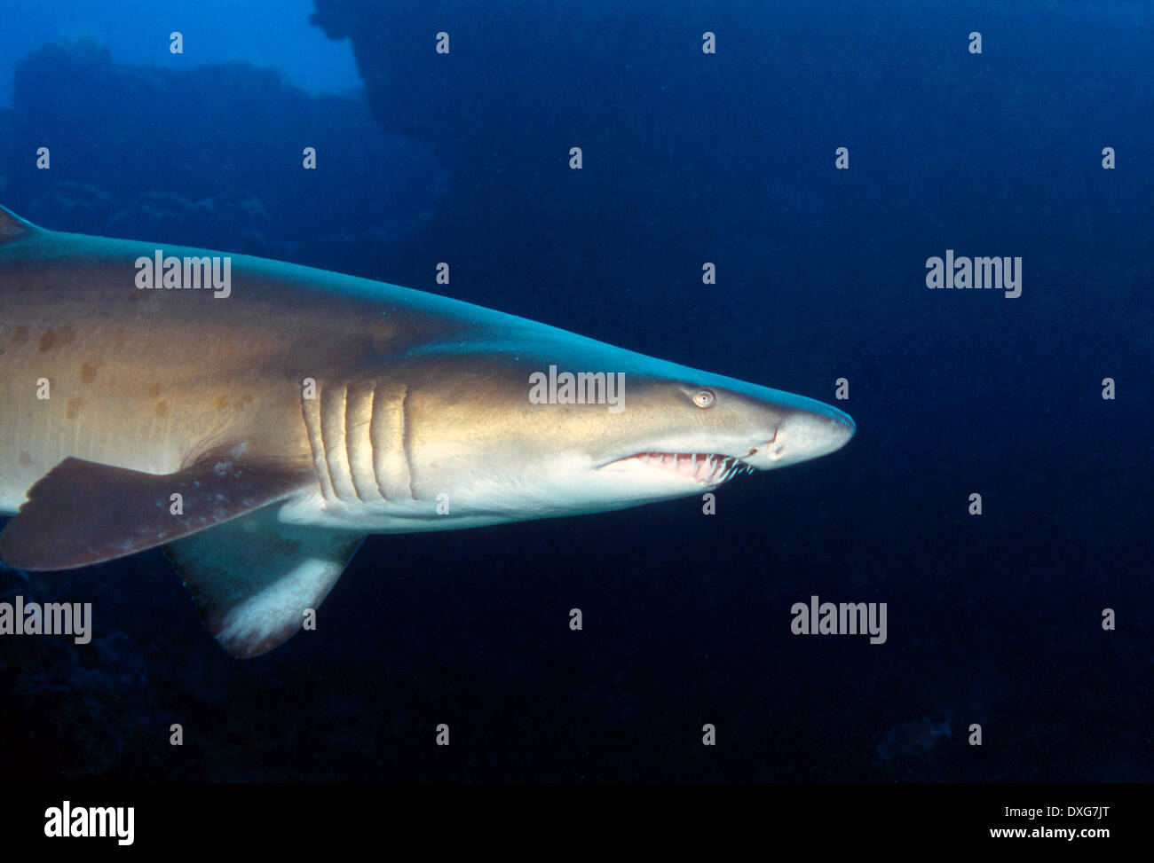 Ragged Tooth Shark at Aliwal Shoal Stock Photo - Alamy