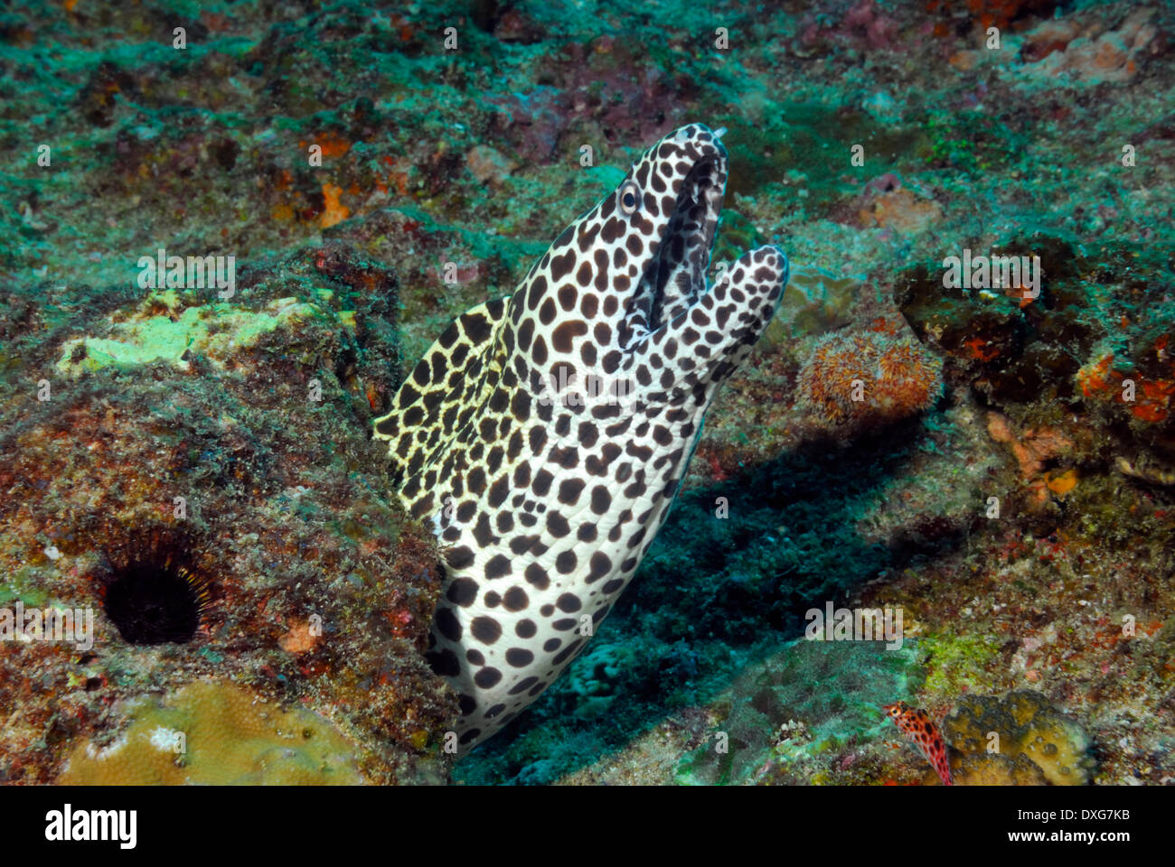 Moray mozambique hi-res stock photography and images - Alamy