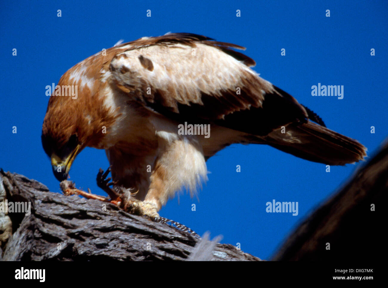Tawny eagle africa predator botswana hi-res stock photography and ...