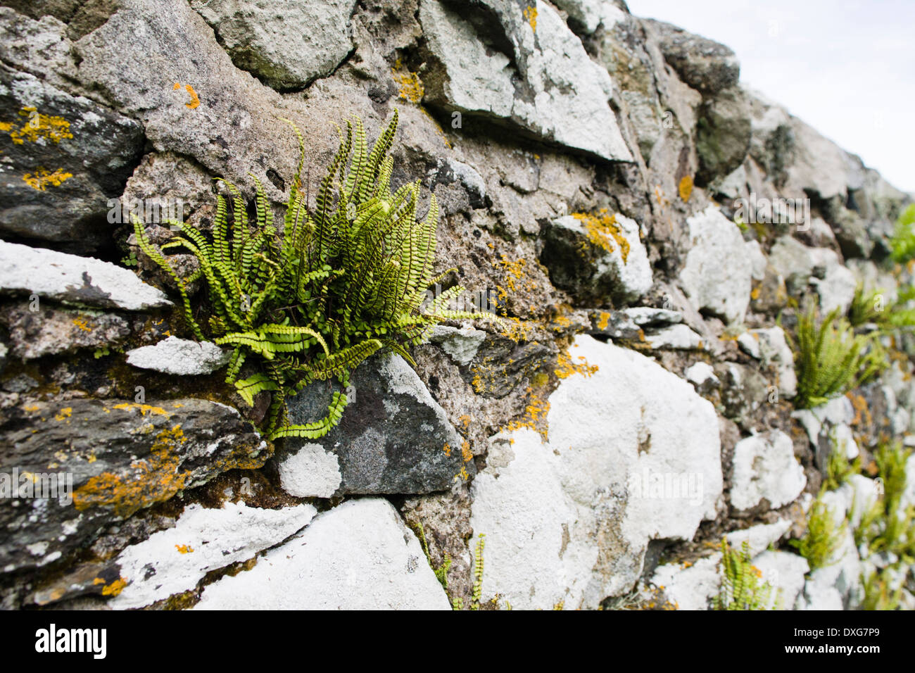 Fern growing from stone wall, Isle of Islay, Hebrides, Scotland Stock ...