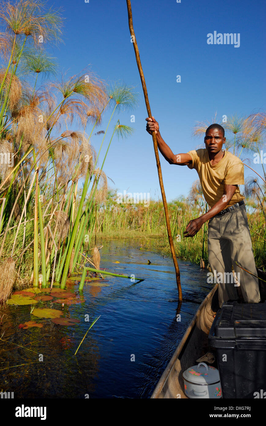 Poles are used to propel, or punt, dugout mekoros through the reeds and ...