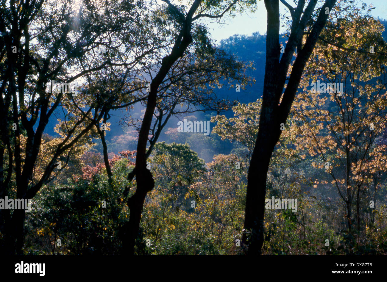 Msasa hi-res stock photography and images - Alamy