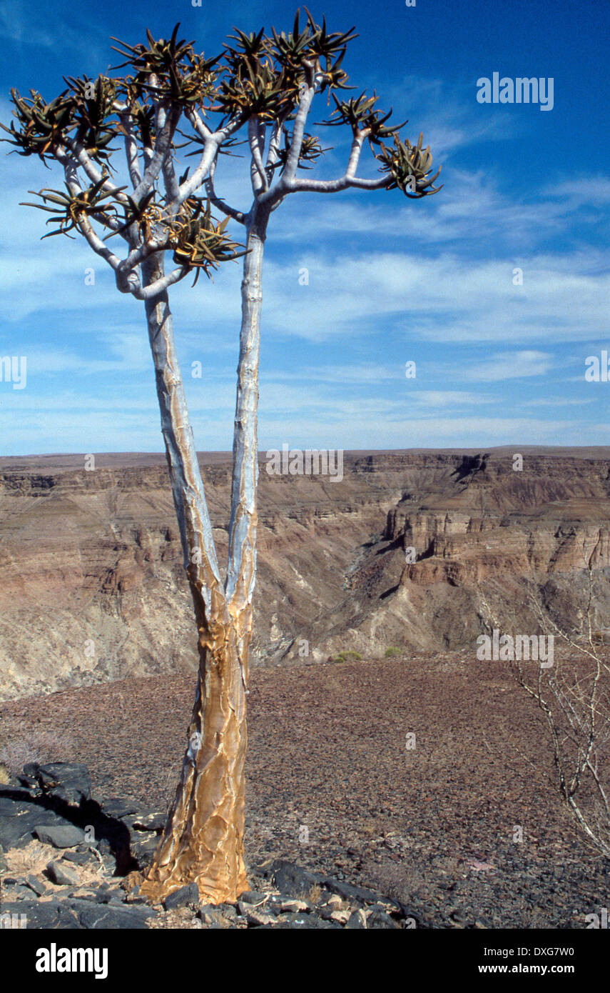 Aloe dichotoma, Kokerboom or Quiver tree at the Fish River Canyon ...
