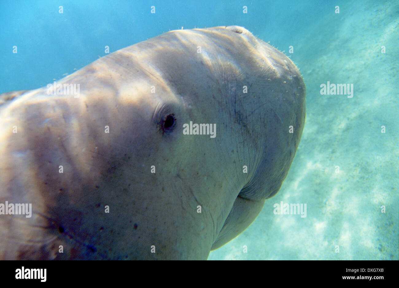Dugong (Sea Cow) at Tanna Island, Vanuatu, South Pacific Ocean Stock ...