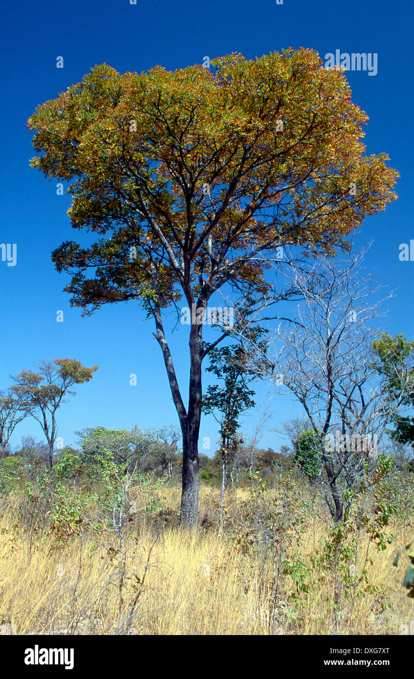 Mopane trees, Caprivi Strip, Namibia Stock Photo - Alamy