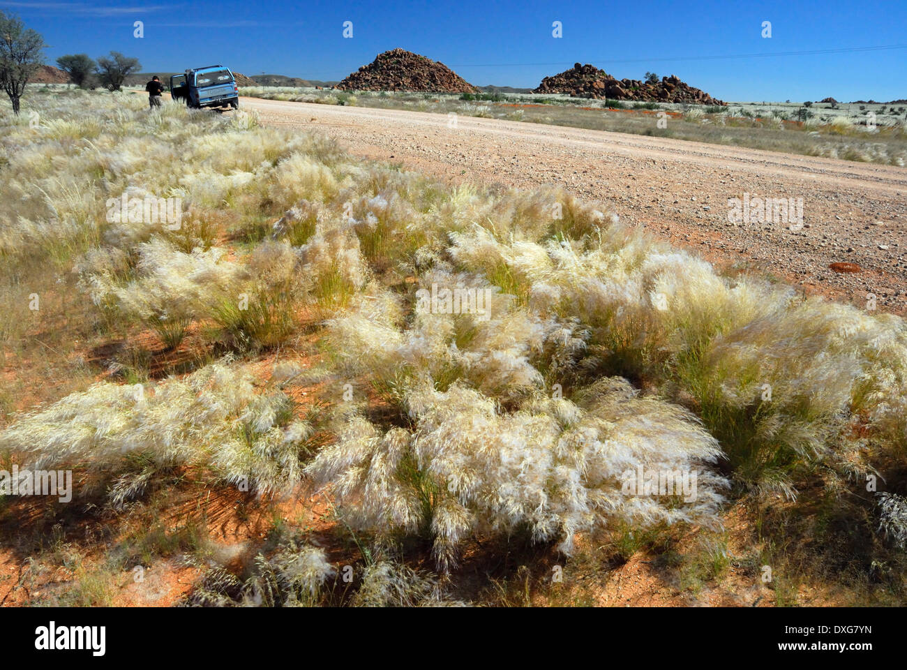 Sun bleached veld grasses, southern Namibia Stock Photo - Alamy