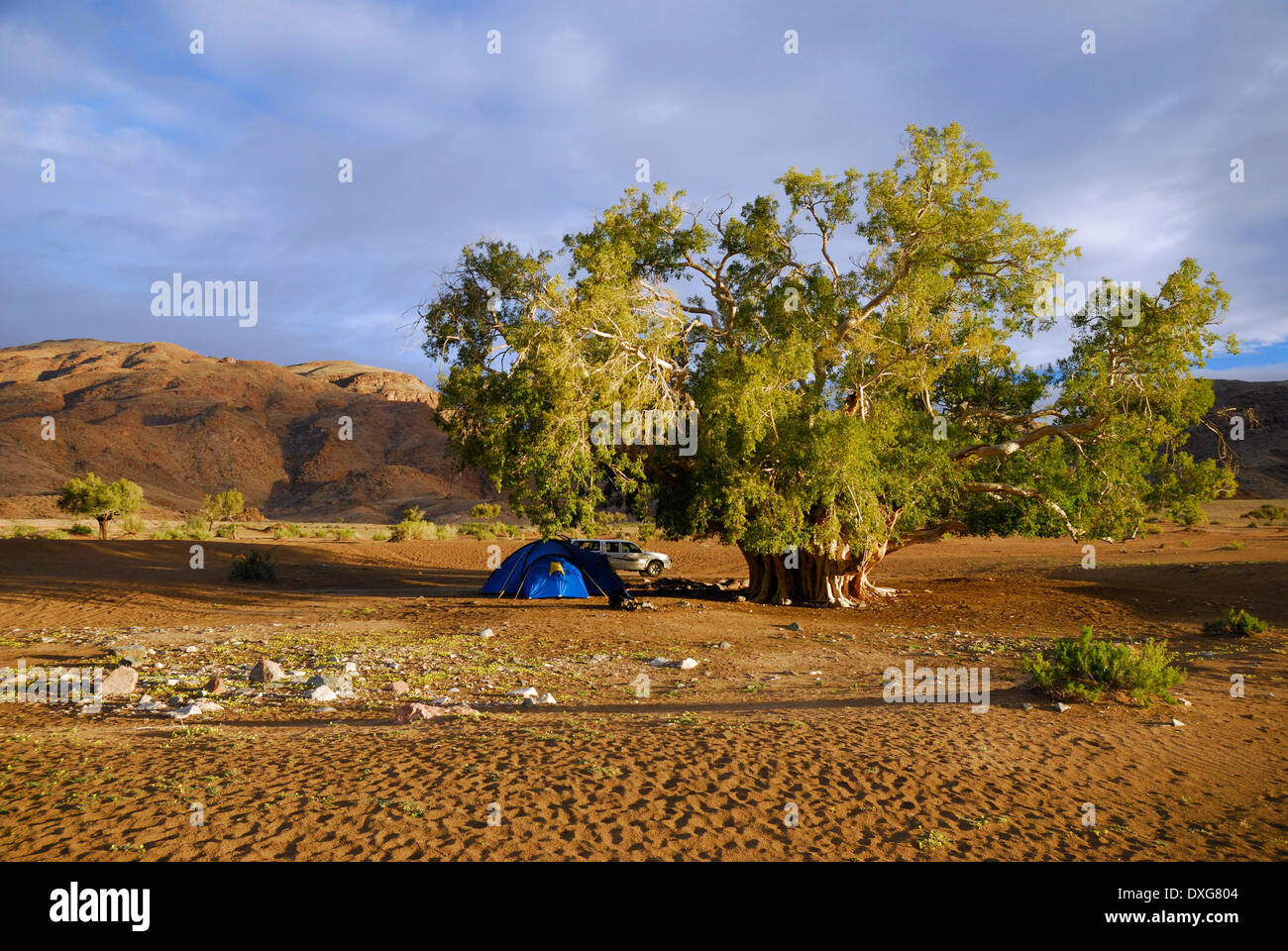 Melkhoutboom hi-res stock photography and images - Alamy