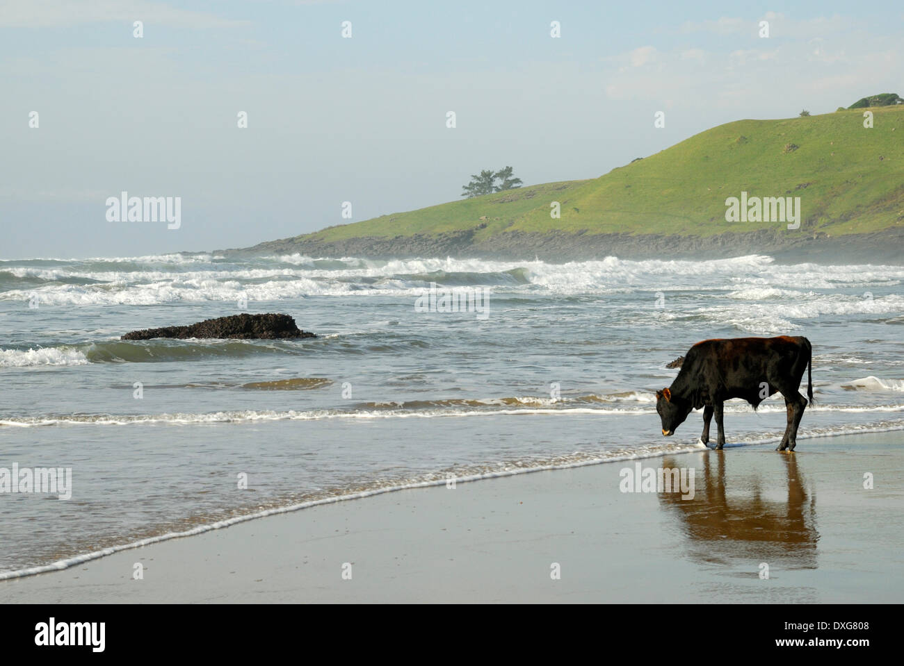 Cattle on the beach, Mazeppa Bay, Wild Coast, Transkei, Eastern Cape ...