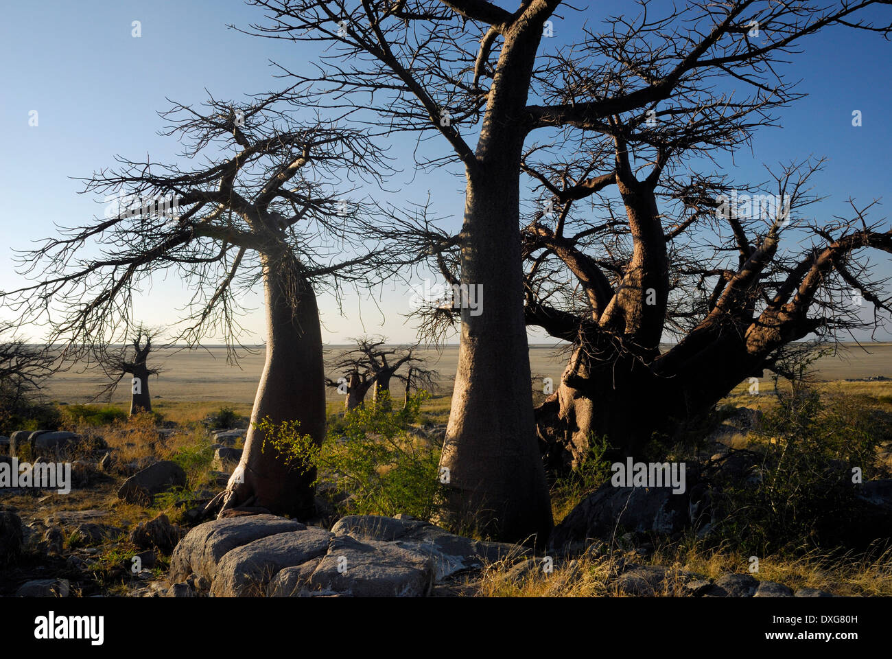 Baobab trees on granite rocks at Kubu Island on the edge of Sowa Pan in ...
