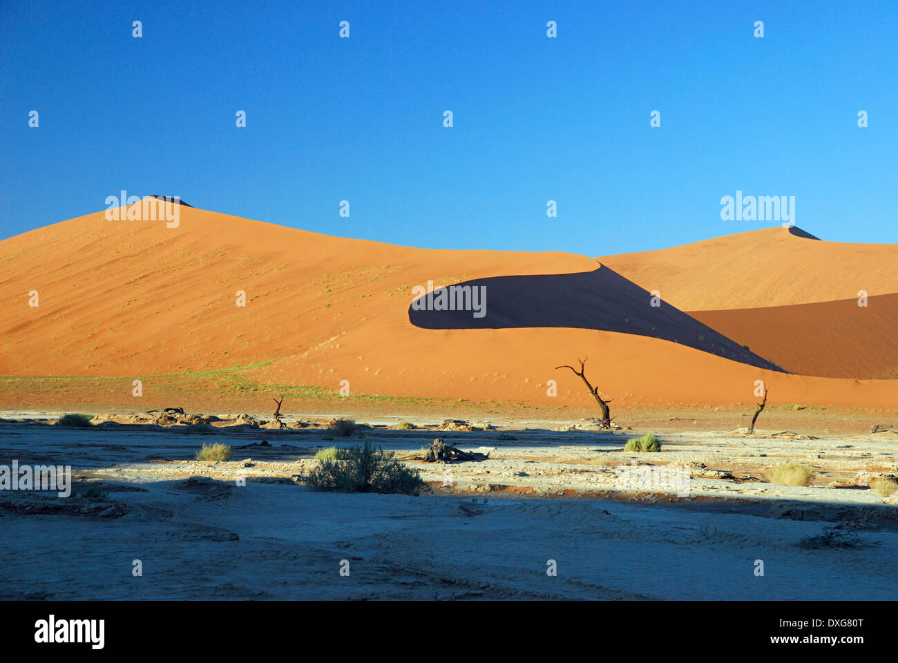 Ancient dead trees, cracked salt pan and red sand dunes at the Dead Pan ...