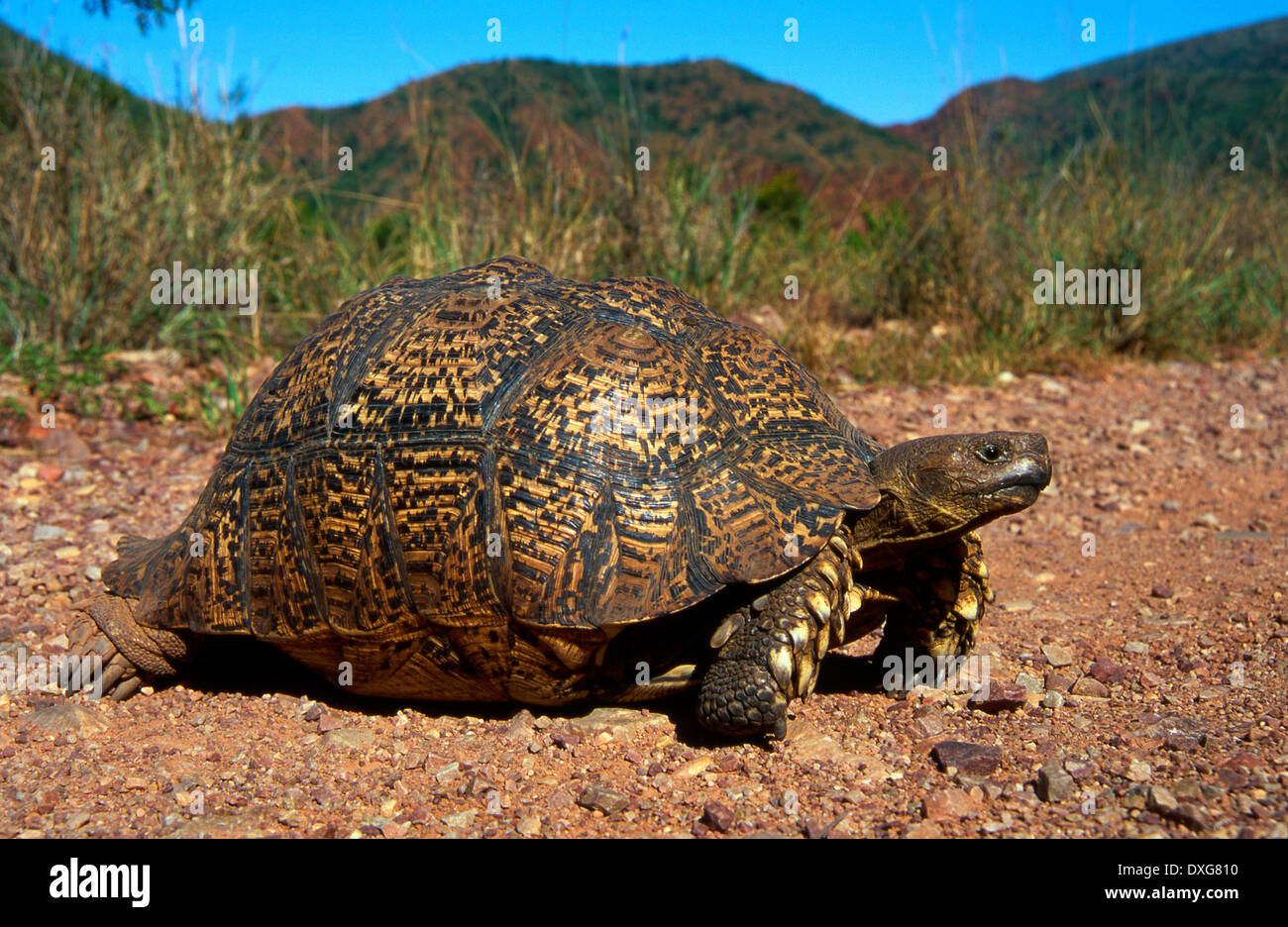 Tortoise in Baviaanskloof Pass, Eastern Cape, South Africa Stock Photo ...