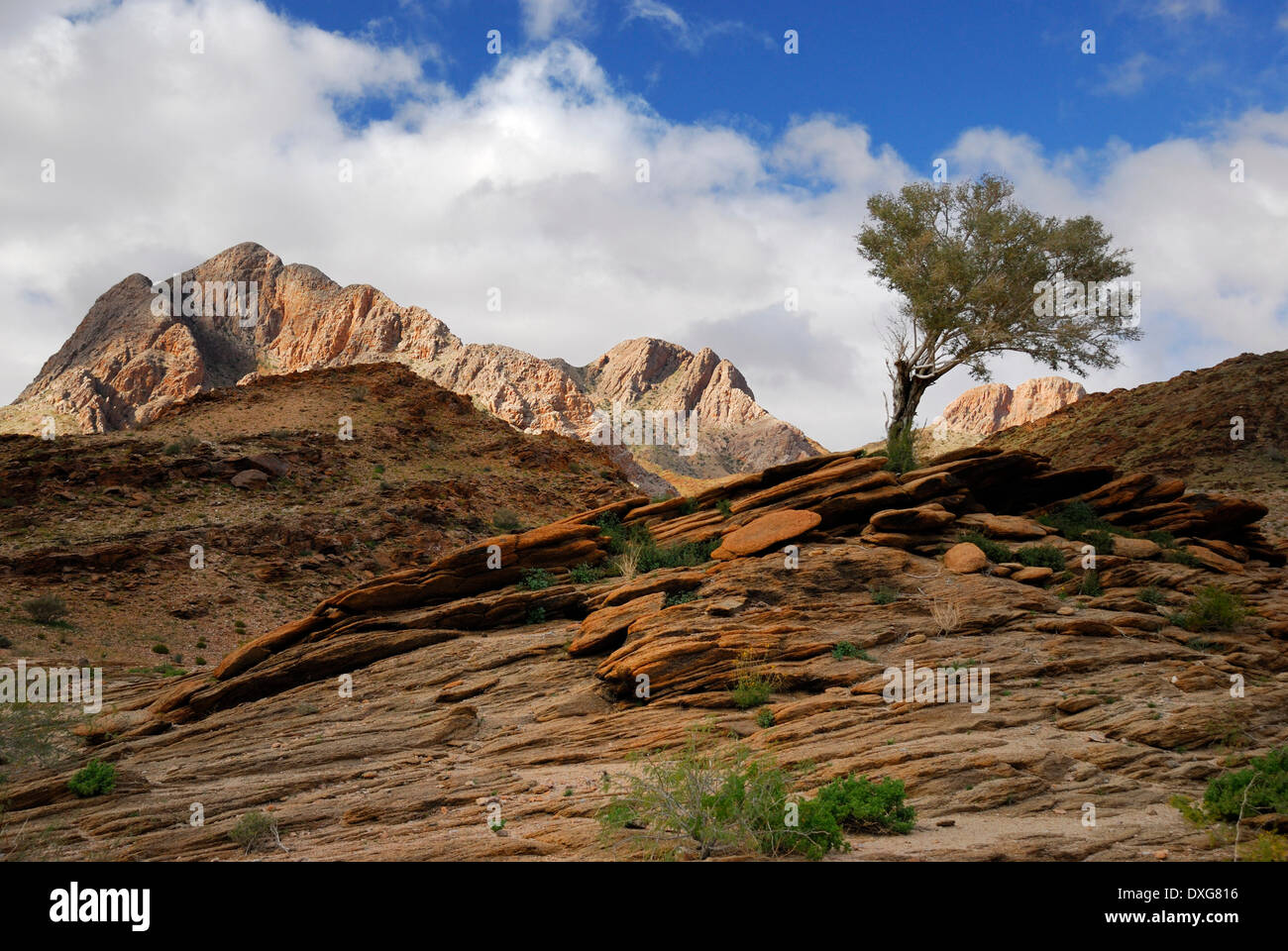 Shepherds tree on rocky outcrop near Pella Drift, Namaqualand 4x4 Trail ...