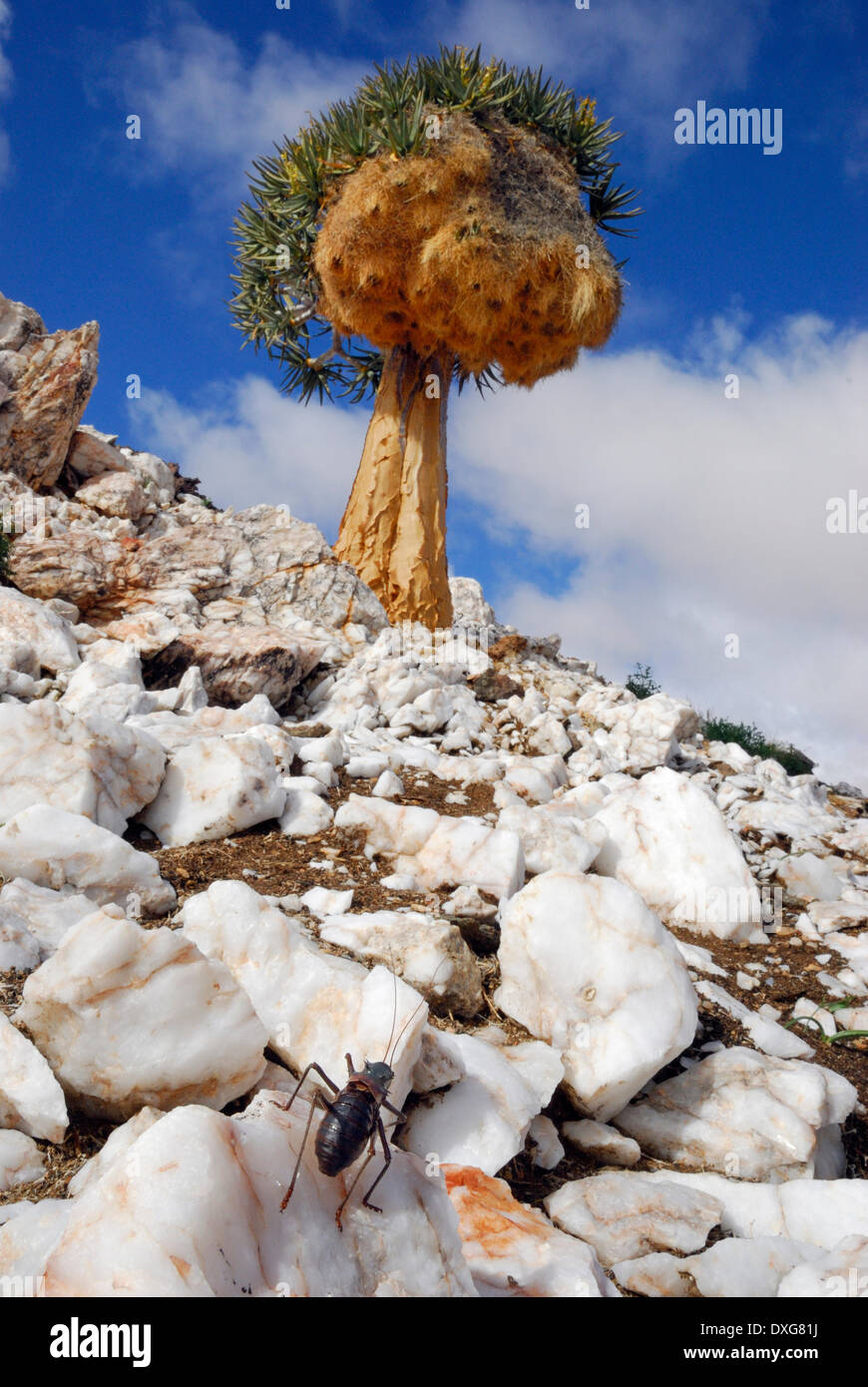Corn Cricket and Kokerboom with large Social Weaver nest on quartz ...