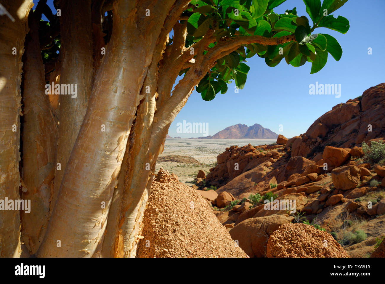 Succulent Cyphostemma currori plant growing at Spitzkoppe, Namibia ...