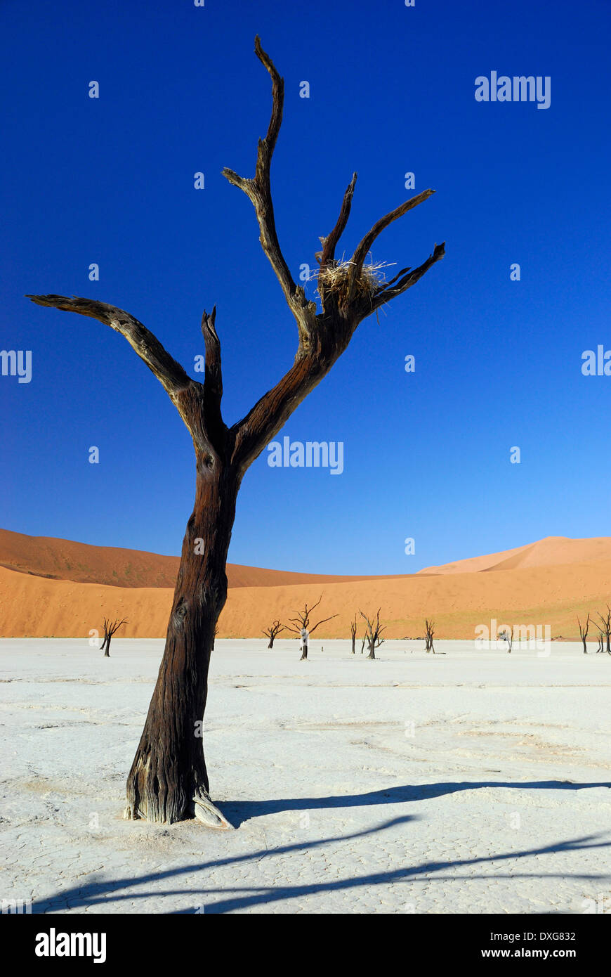 Ancient dead trees, cracked salt pan and red sand dunes at the Dead Pan ...