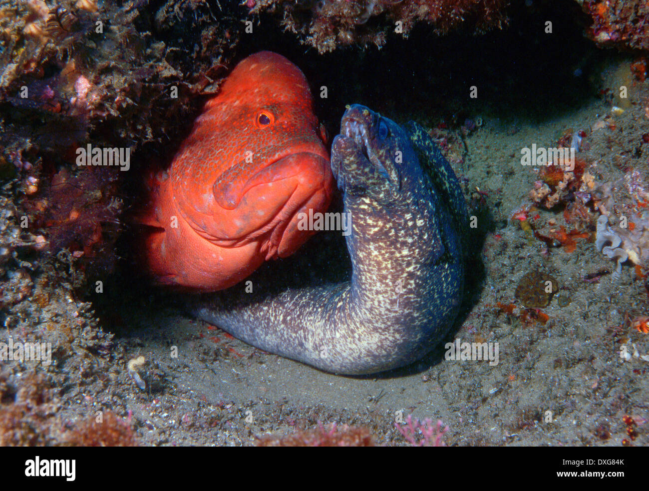 Grouper fish and moray eel hi-res stock photography and images - Alamy