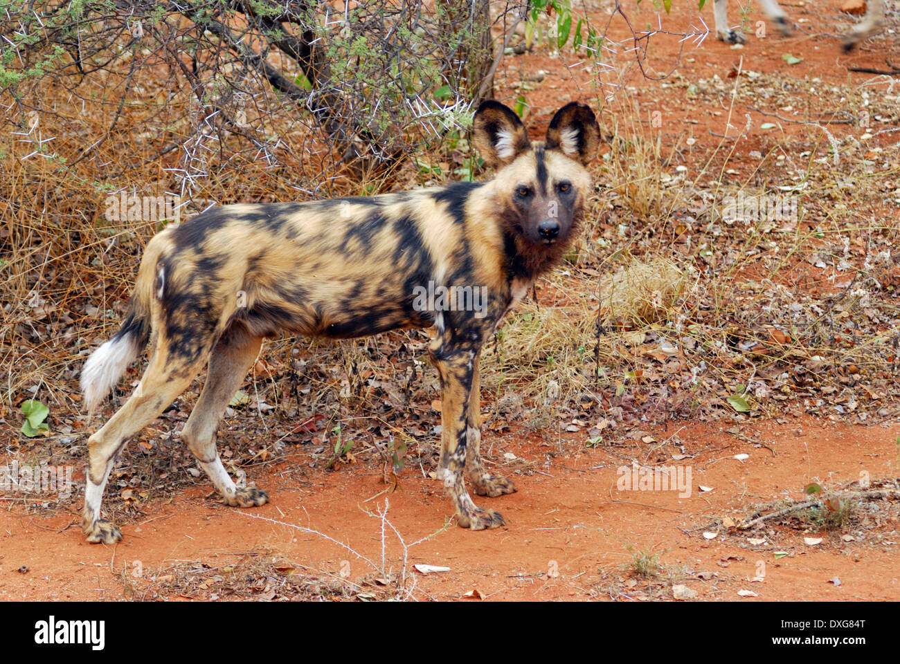 African Wild Dogs or Cape Hunting Dogs, Botswana Stock Photo - Alamy