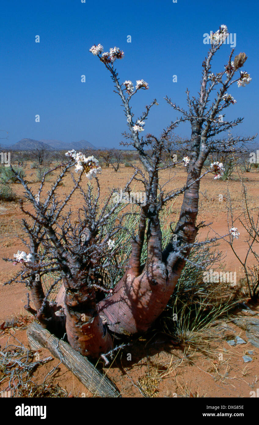Pachypodium species, Kaokoland, Namibia Stock Photo - Alamy