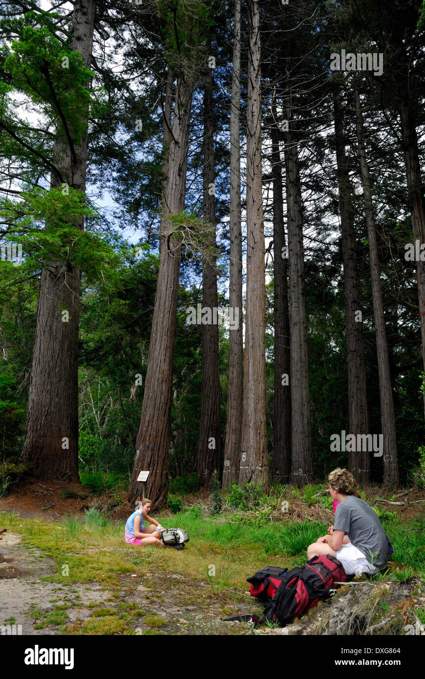 Harkerville forest hi-res stock photography and images - Alamy