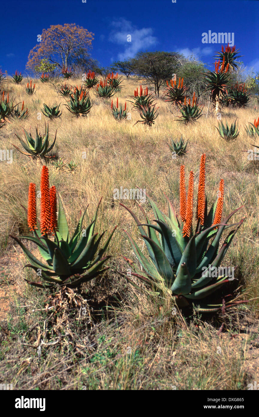 Red flowering aloes in Tala Valley Stock Photo - Alamy