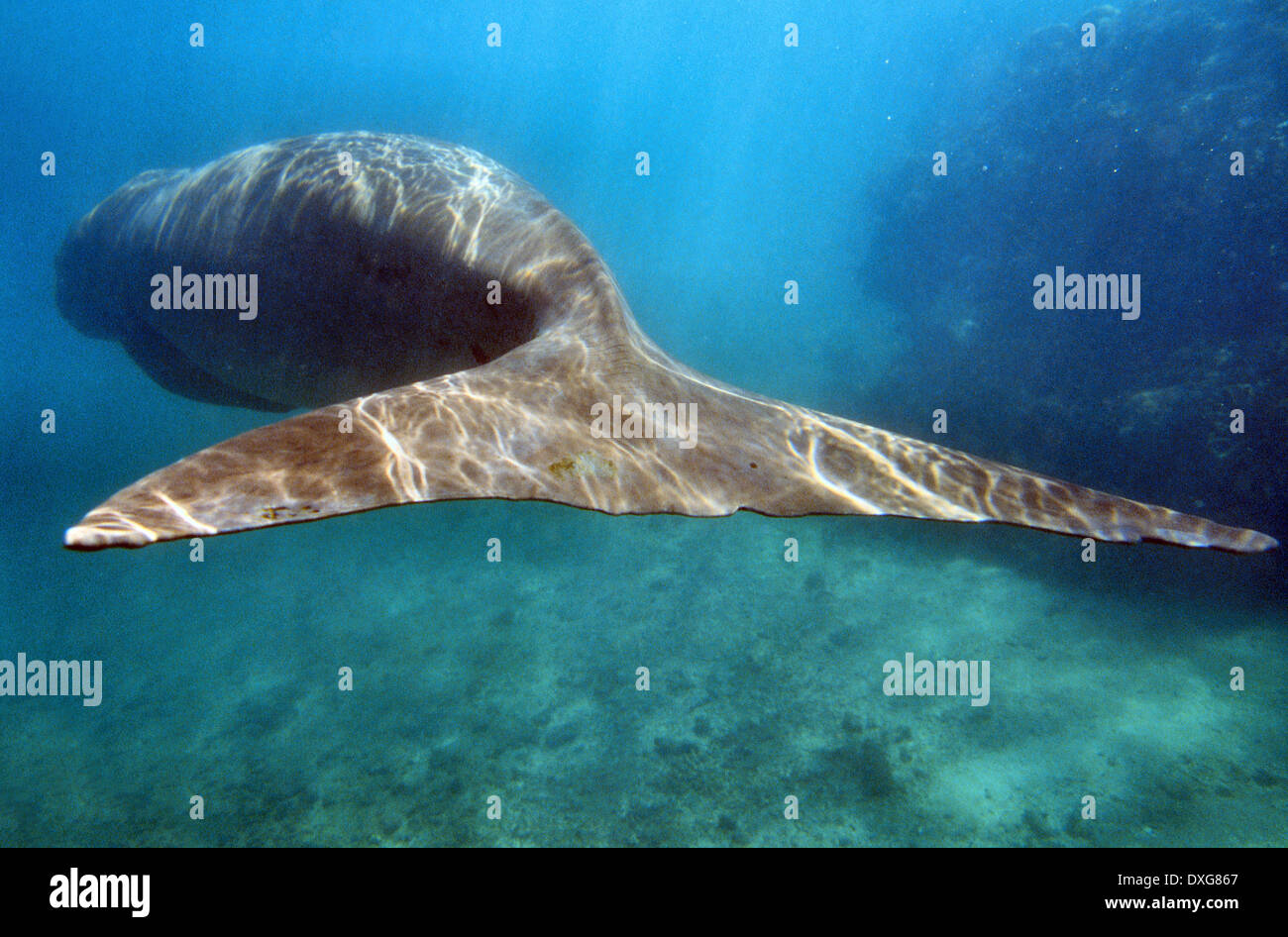 Dugong (Sea Cow) at Tanna Island, Vanuatu, South Pacific Ocean Stock ...