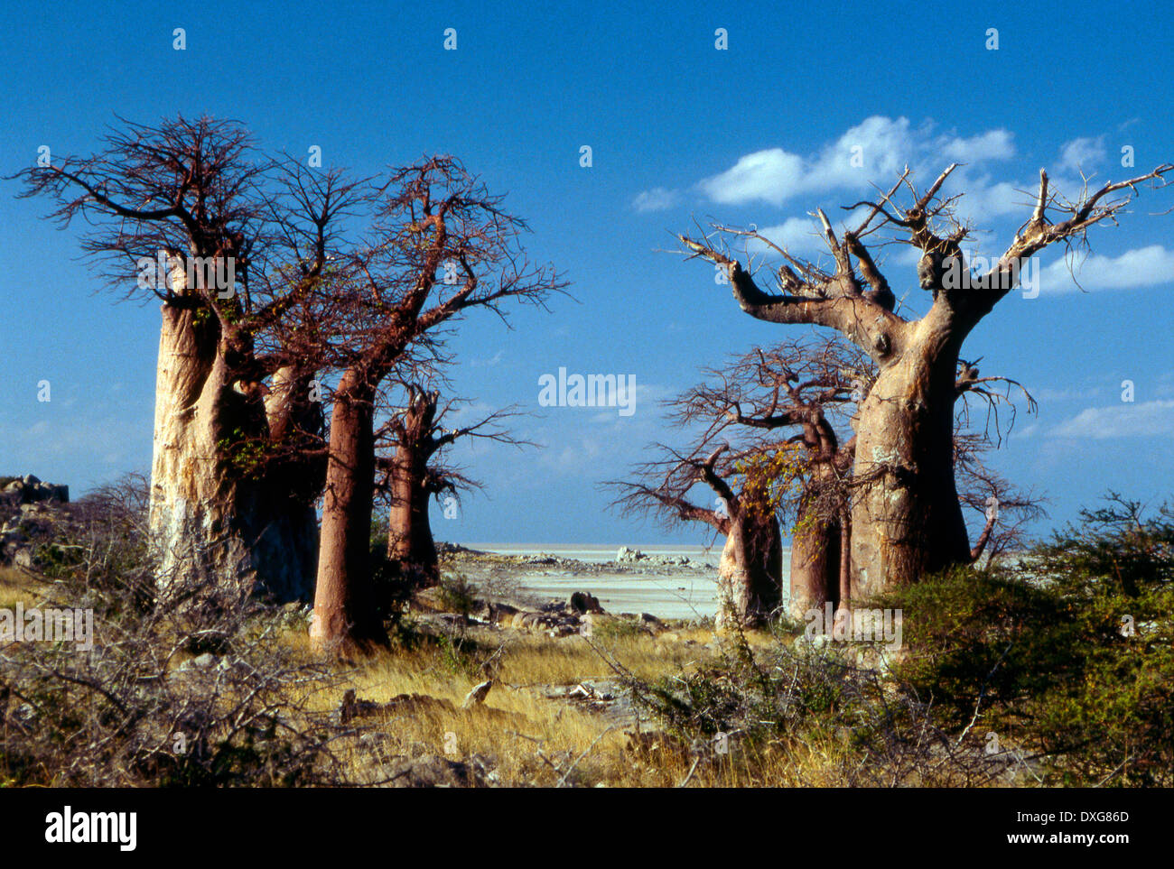 Baobab trees at Kubu Island, Makgadikgadi Pans, Botswana Stock Photo ...