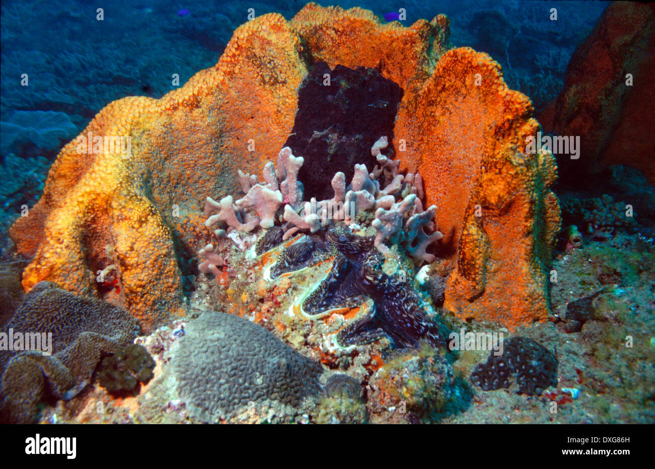 Giant Clam and sponge at Ponta do Ouro, Mozambique Stock Photo - Alamy