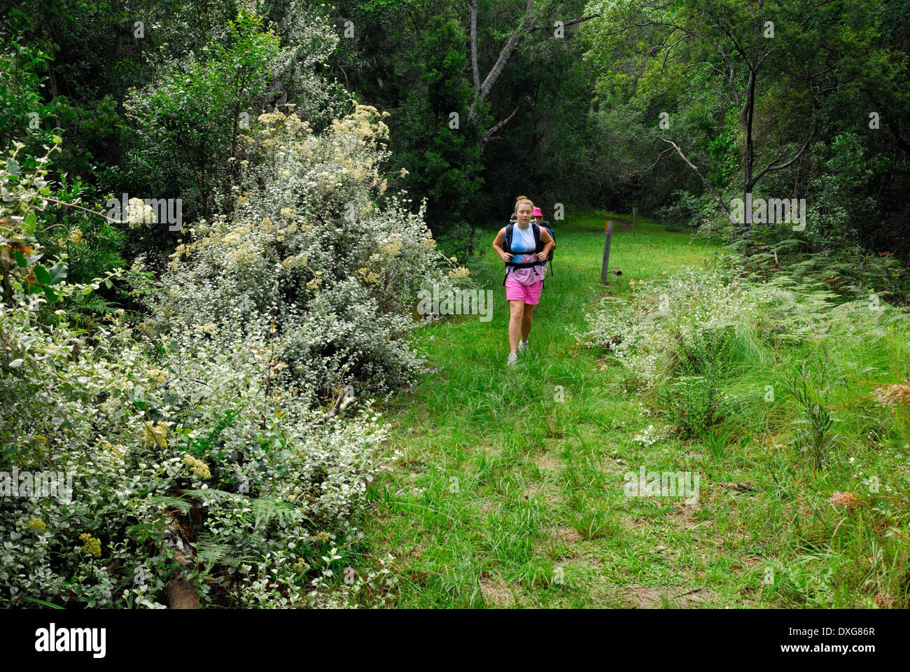 Harkerville forest hi-res stock photography and images - Alamy