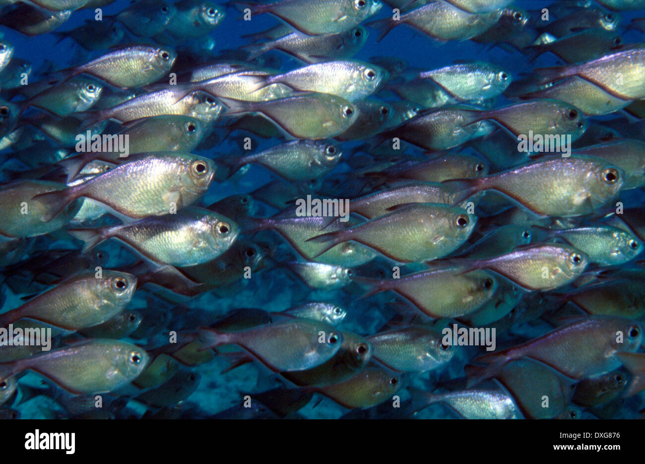 Vanikoro Sweepers at Ponta do Barra, Mozambique Stock Photo - Alamy