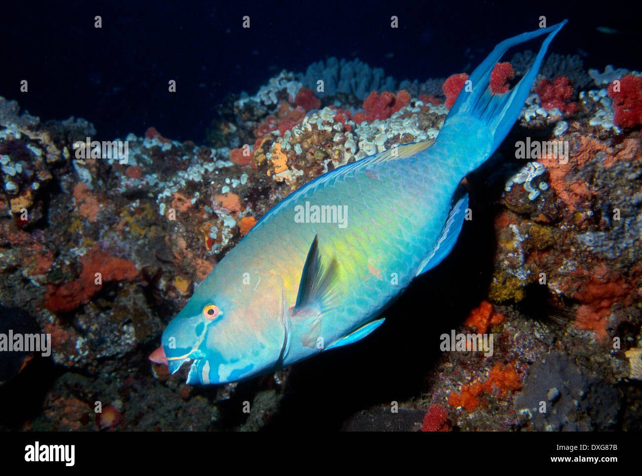 Red Lip Parrot Fish Diet