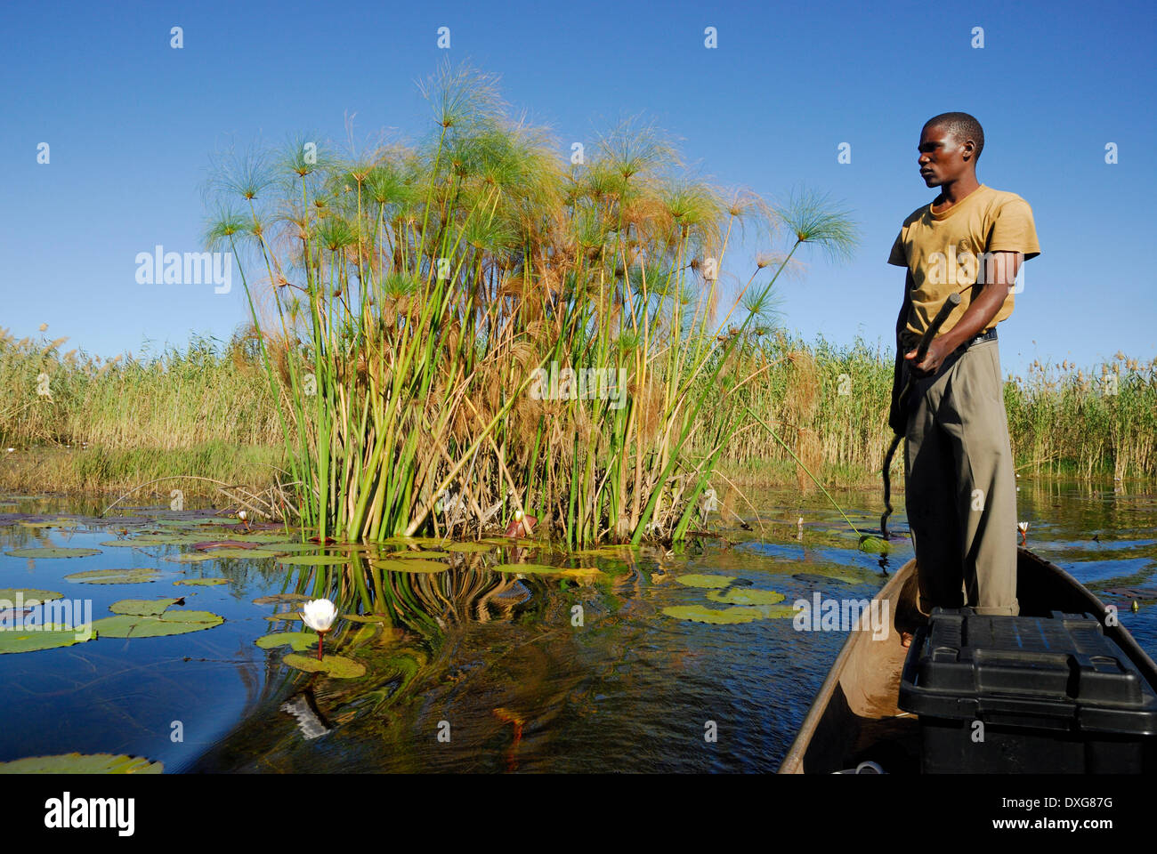 Poles are used to propel, or punt, dugout mekoros through the reeds and ...