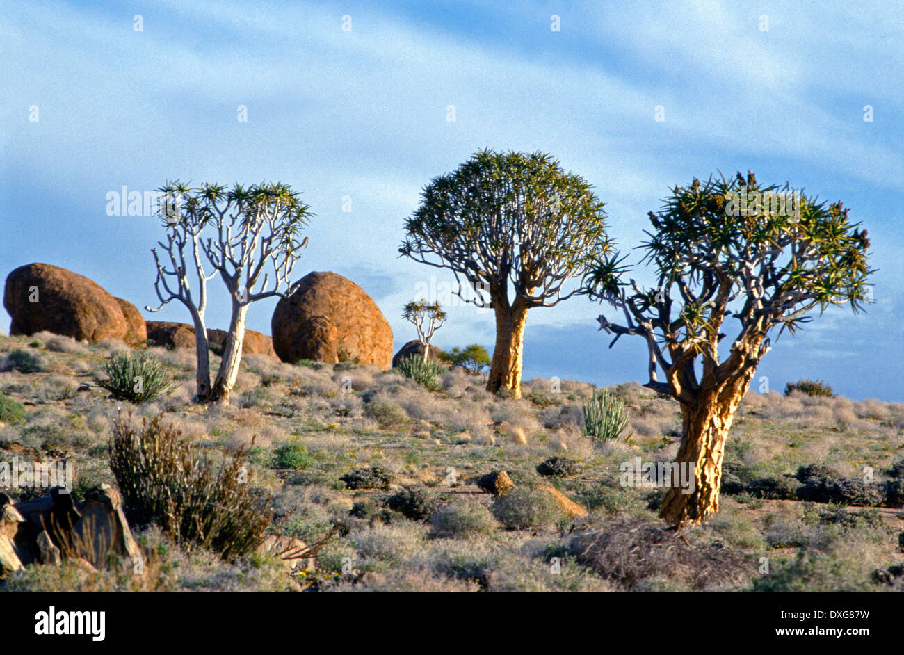 Kokerbooms,Aloe dichotoma, Quiver trees, and granite boulders, at ...