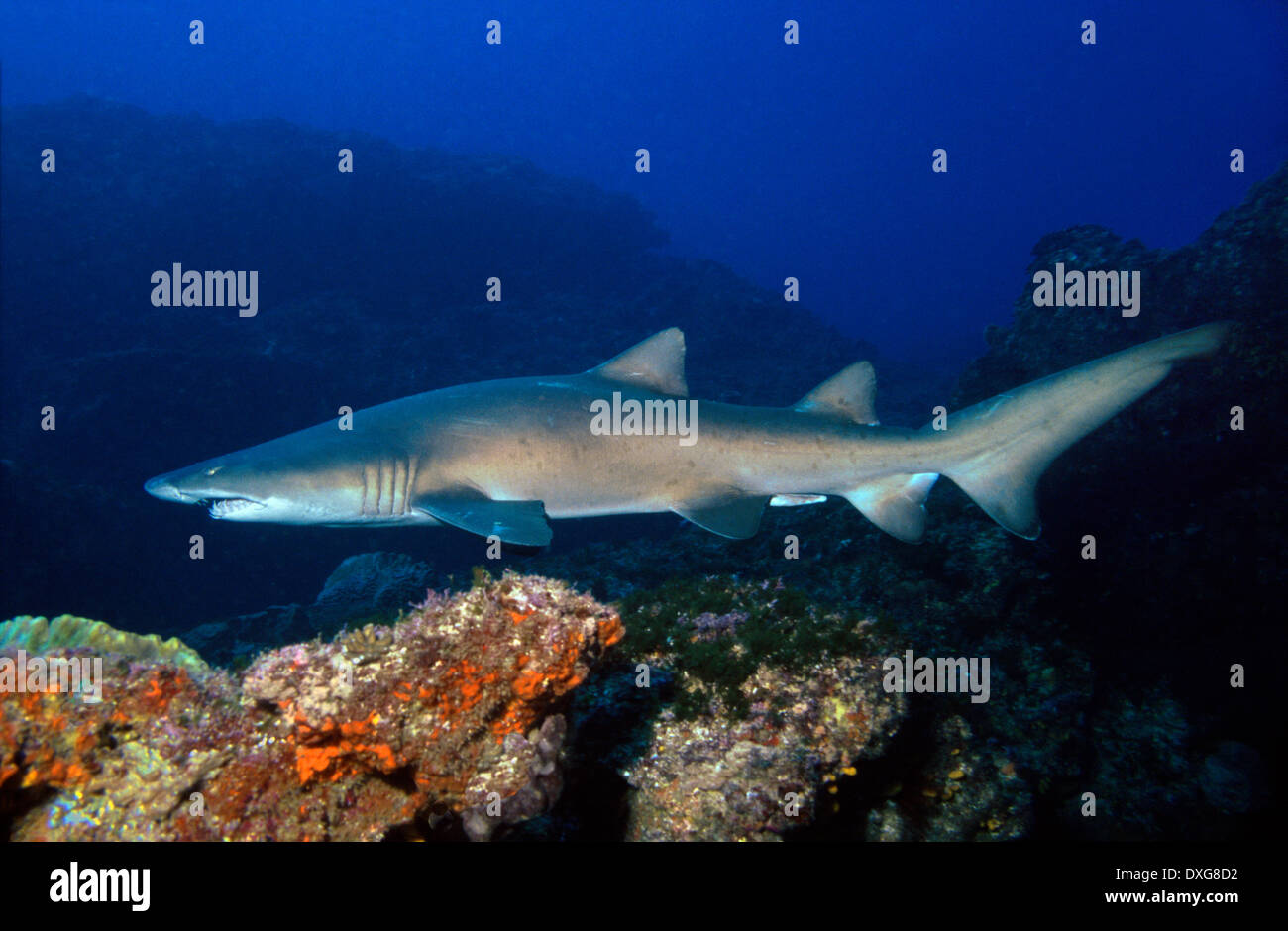 Grey nurse shark ragged tooth hi-res stock photography and images - Alamy